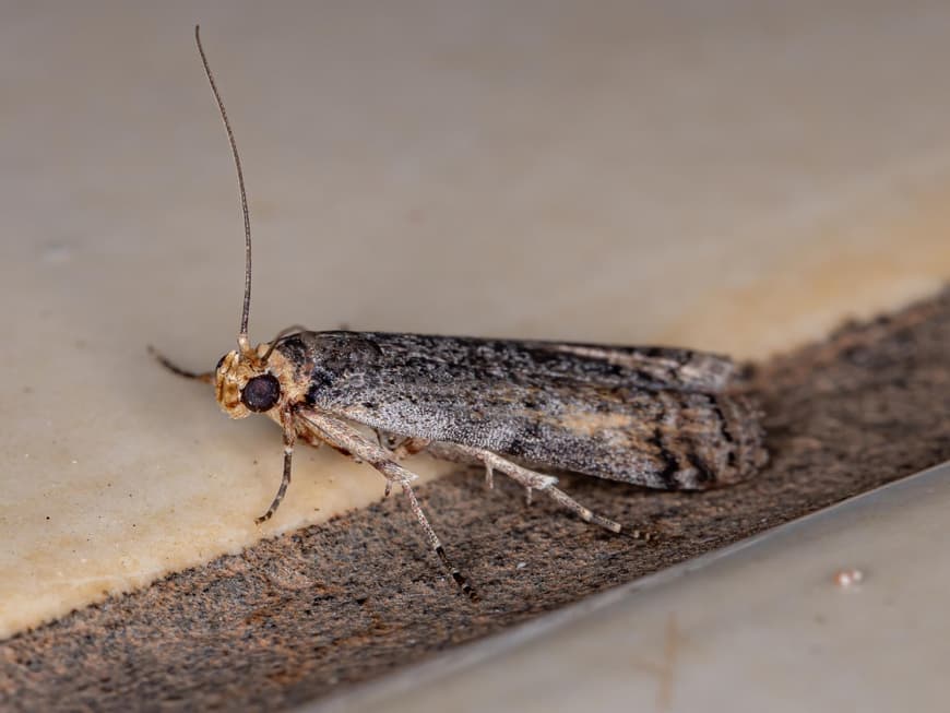 Motten bekämpfen: Die 3 besten Tipps